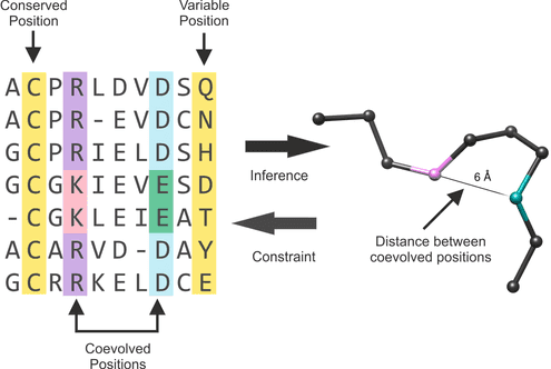 How does DeepMind AlphaFold2 work? | Personal blog of Boris Burkov